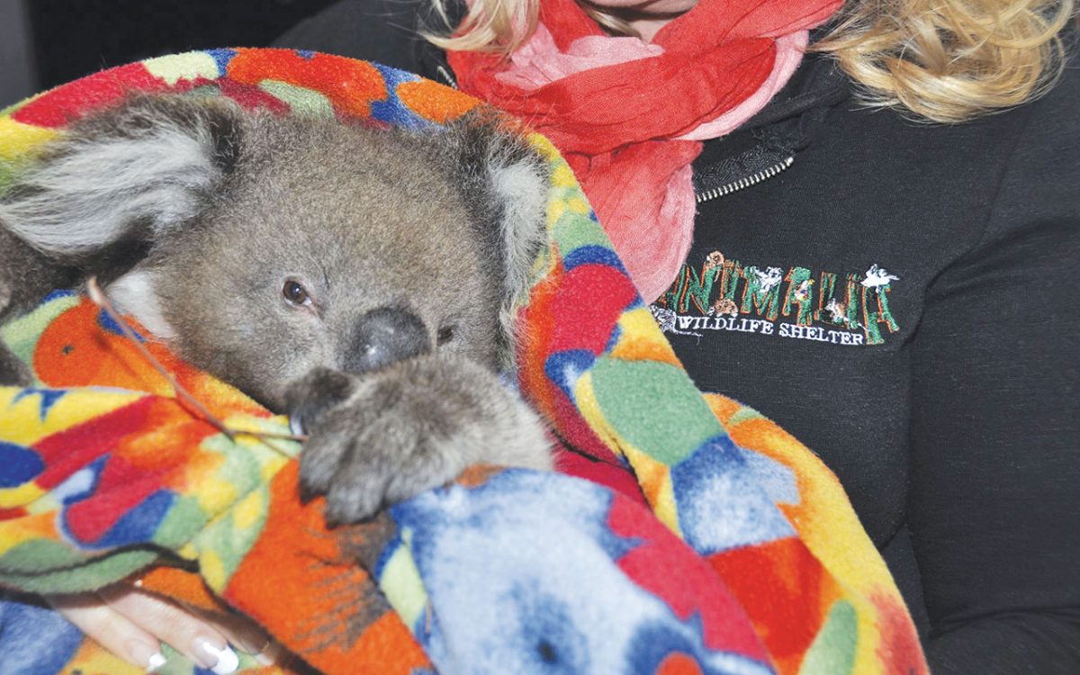 koala animalia web - Bayside News